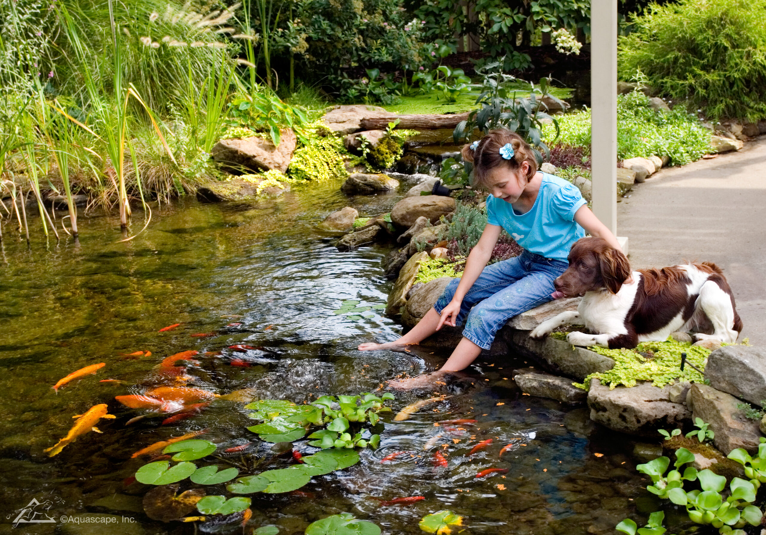 10 COMMON PHOENIX POND MYTHS DEBUNKED! | Phoenix-Scottsdale-Glendale ...