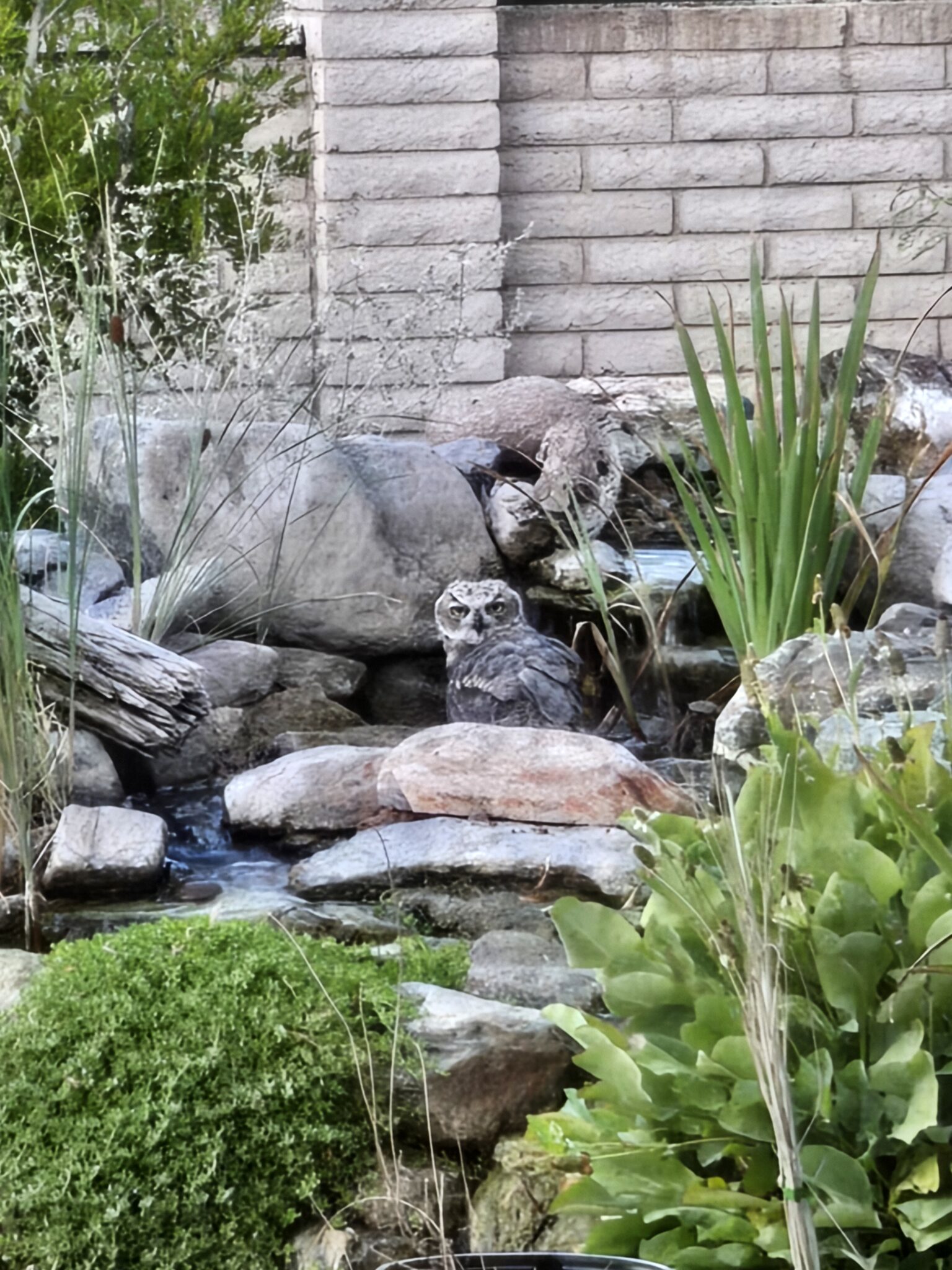 What Is an Ecosystem Pond? A Complete Guide to Nature-Inspired Water ...